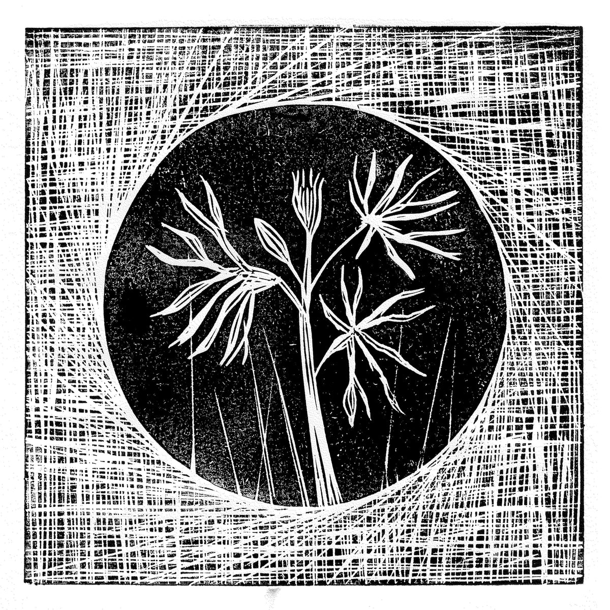 Irish Wildflowers – Mary Callaghan Art