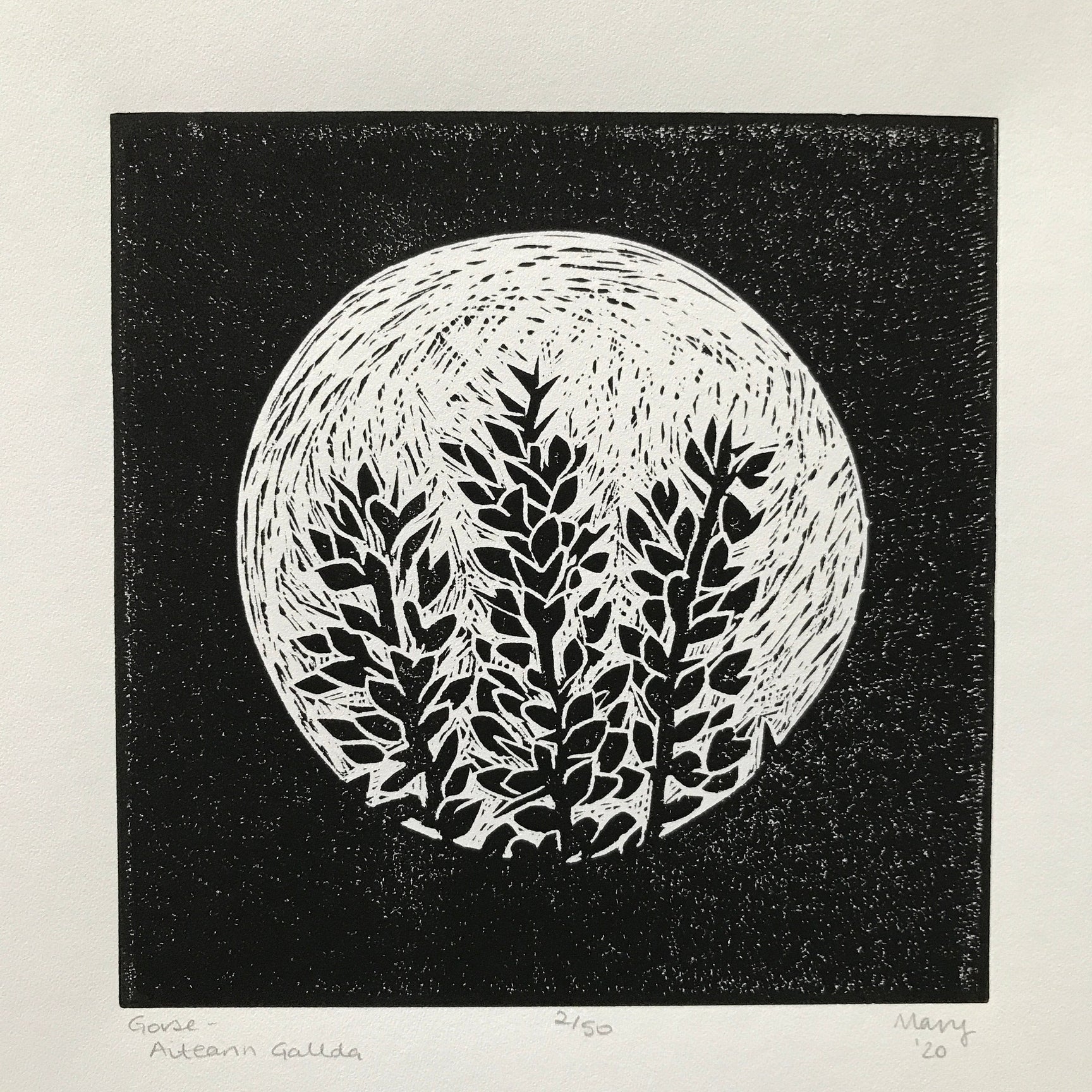 Gorse (Aiteann Gallda) Irish Wildflower Lino Cut Print | Original Hand ...